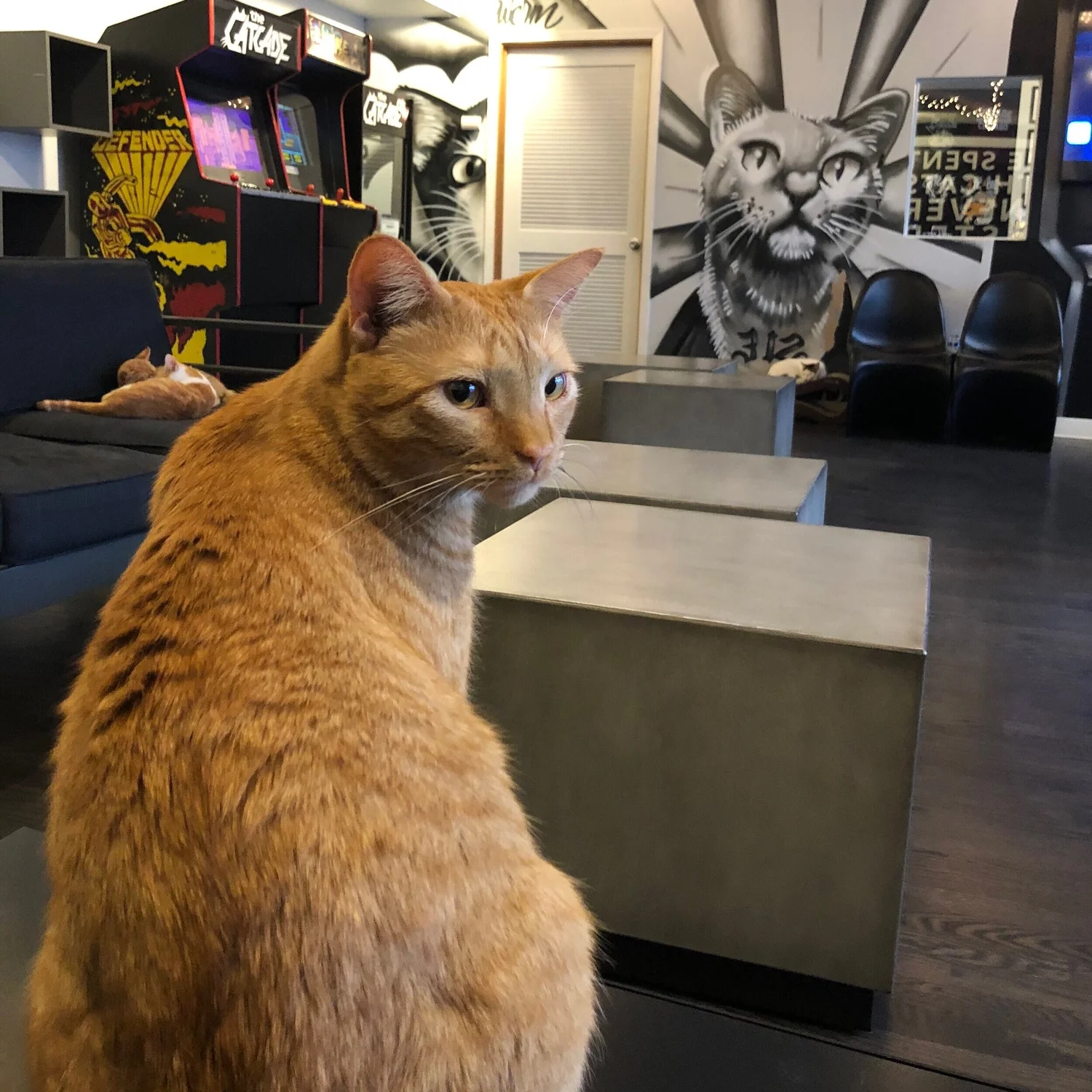 Our Team — The Catcade