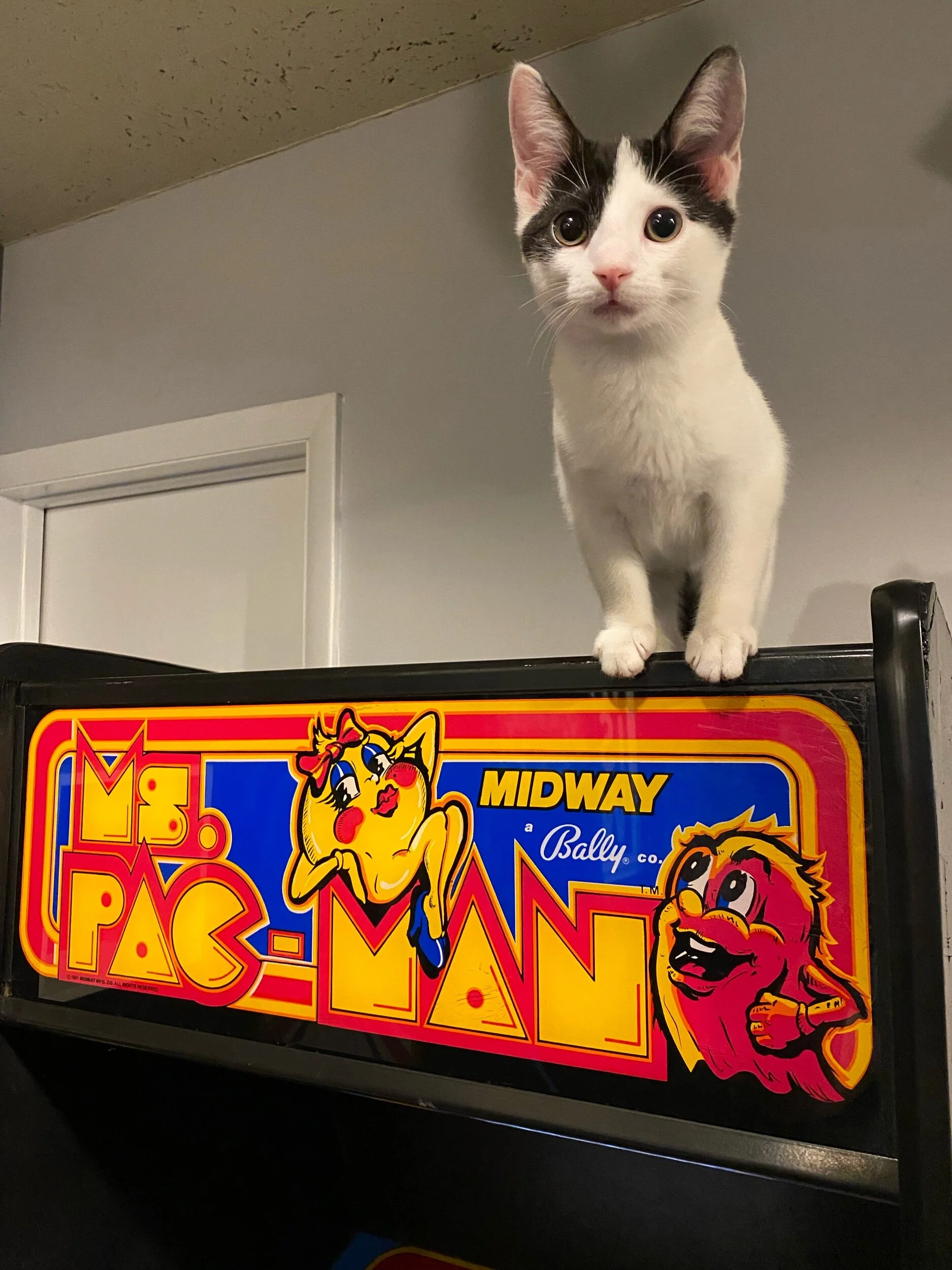 The Catcade - Chicago Cat Cafe, Rescue, and Lounge