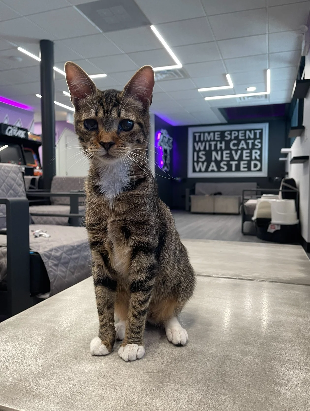 Adoptable Cats new — The Catcade