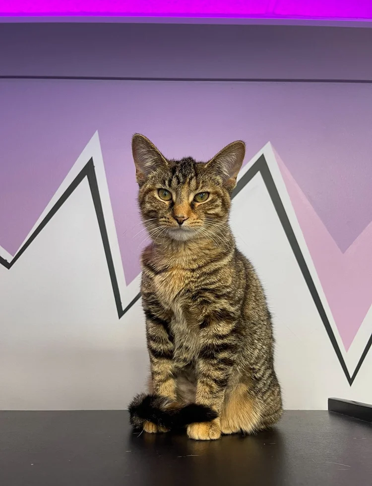 Adoptable Cats new — The Catcade