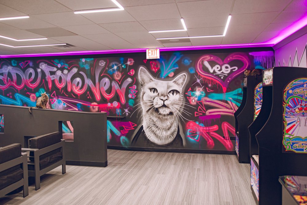 FAQs — The Catcade