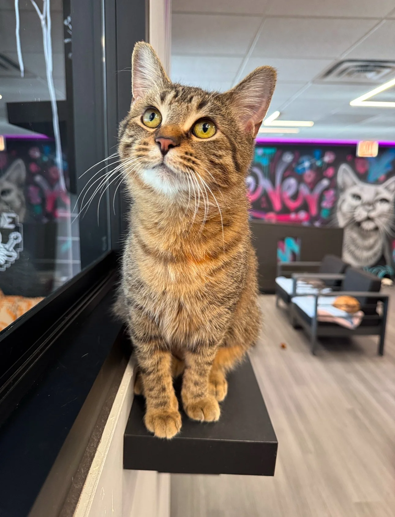 Adoptable Cats new — The Catcade