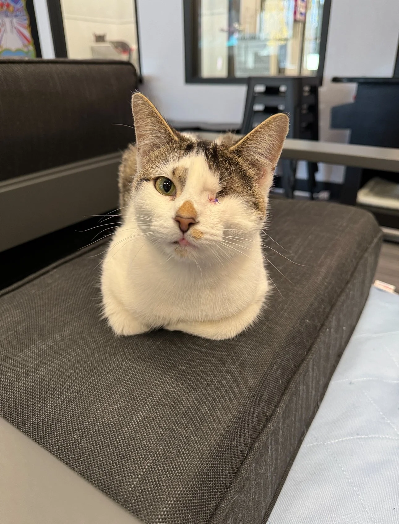 Adoptable Cats new — The Catcade