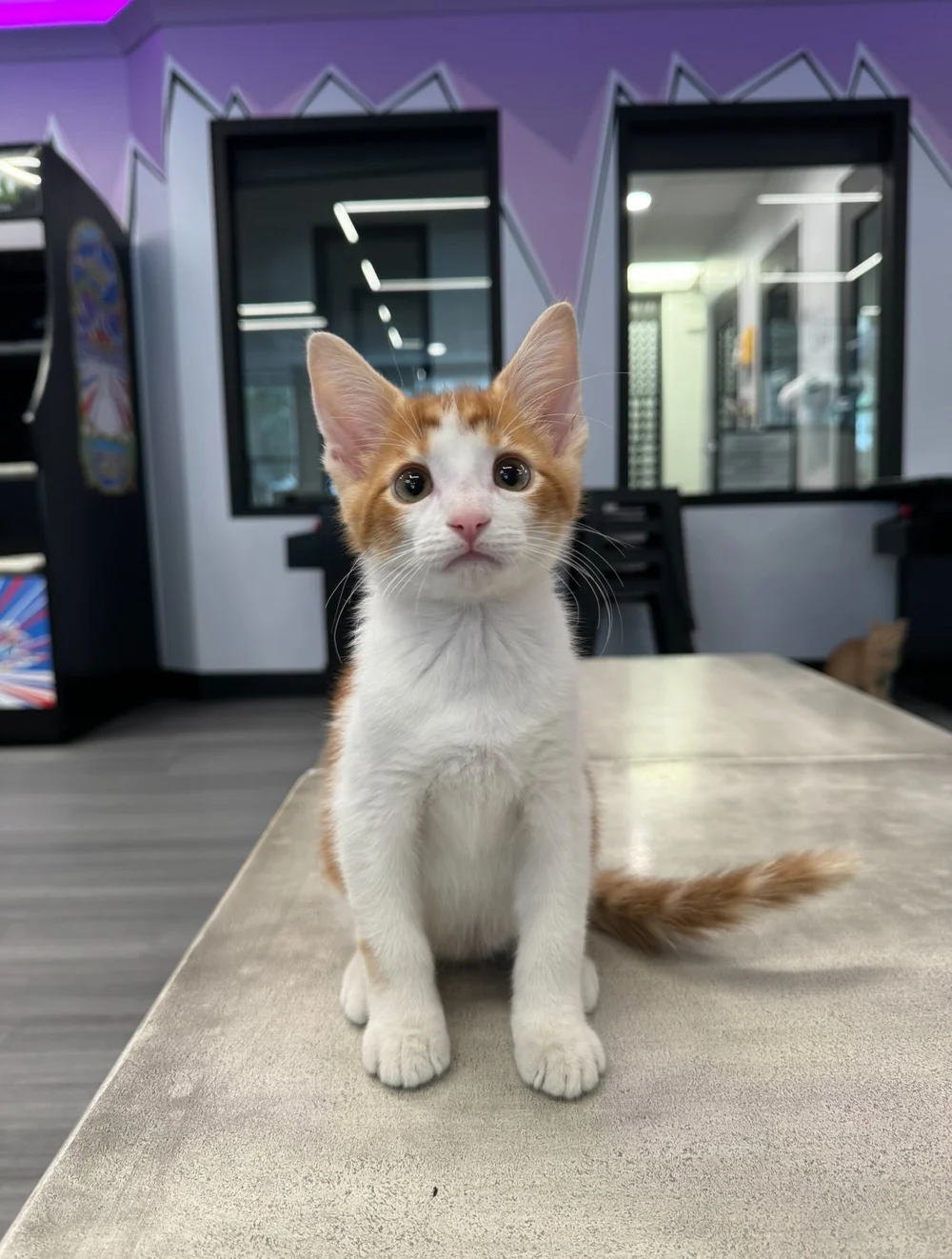 Adoptable Cats new — The Catcade