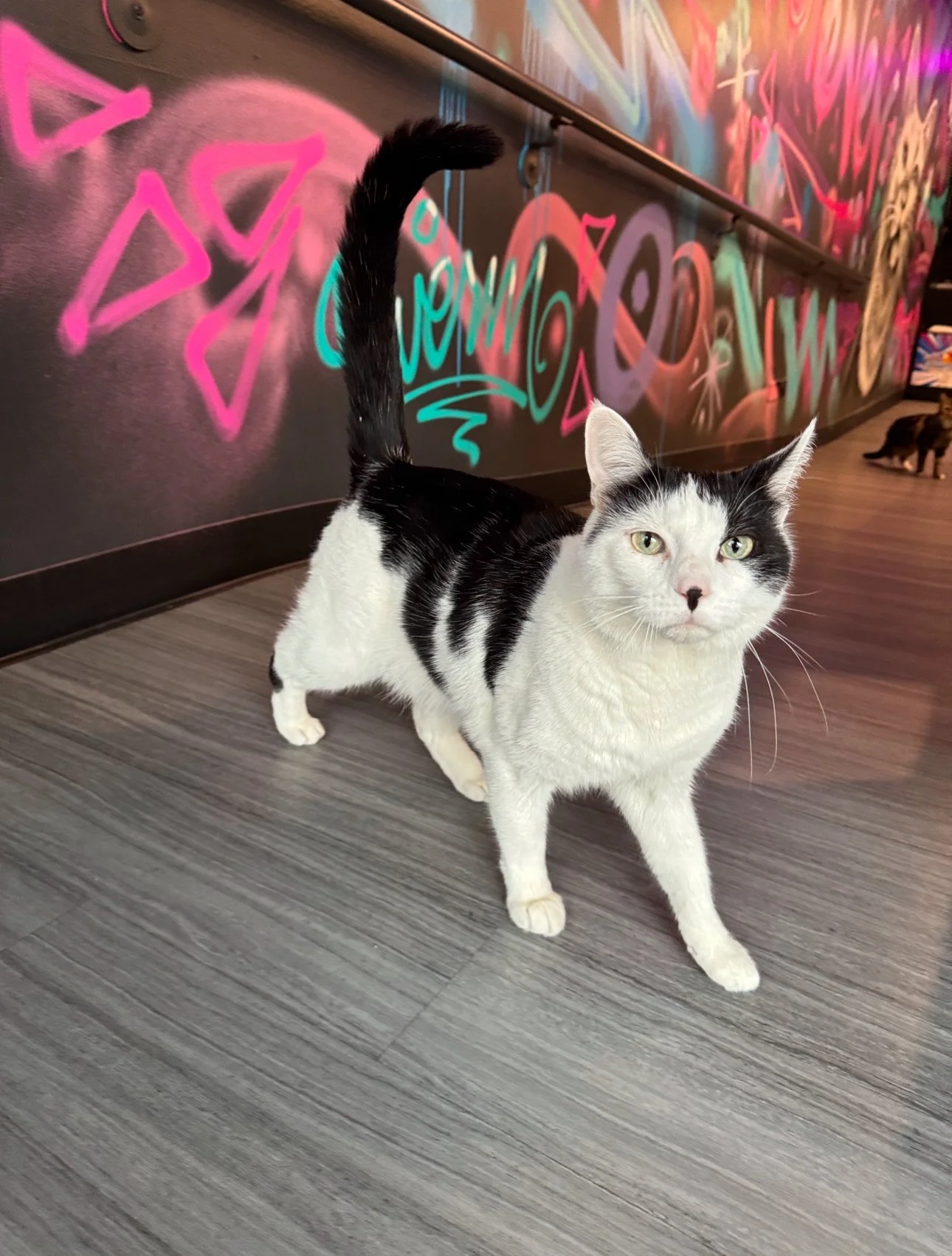 Adoptable Cats new — The Catcade