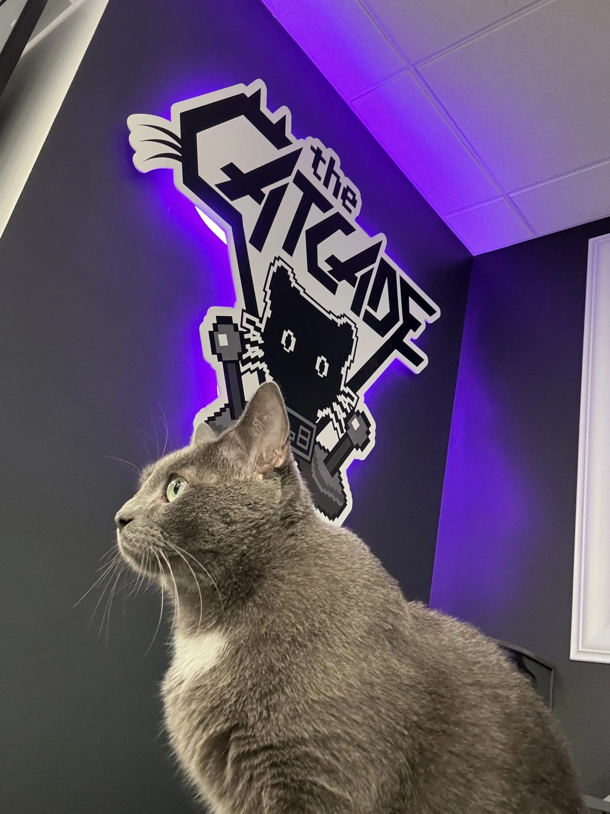 The Catcade - Chicago Cat Cafe, Rescue, and Lounge