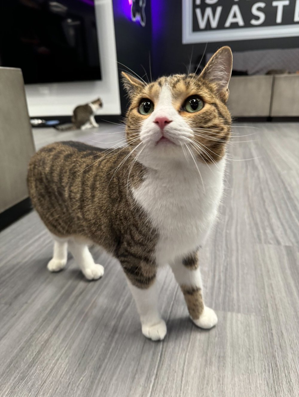 Adoptable Cats new — The Catcade