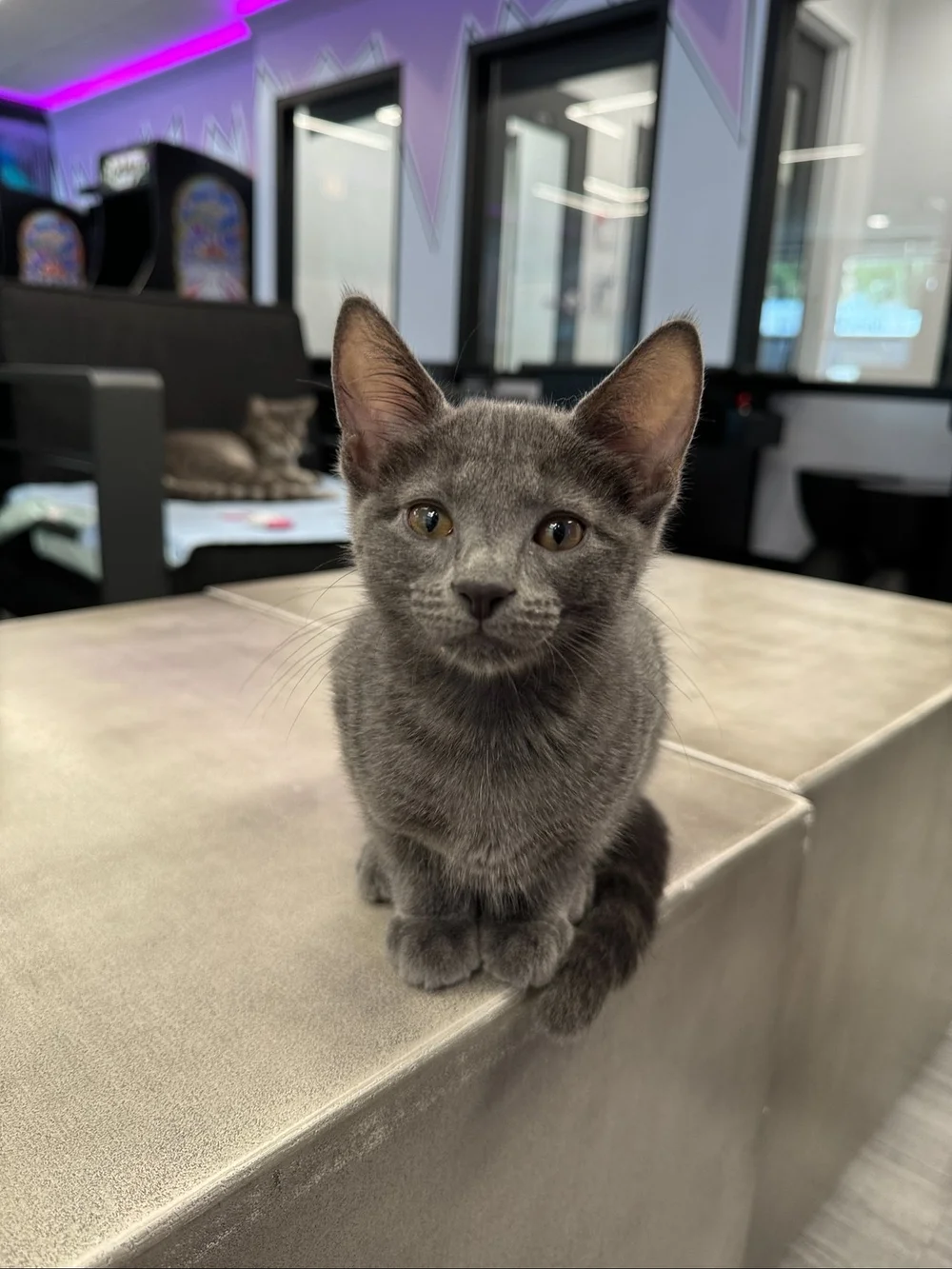 Adoptable Cats new — The Catcade