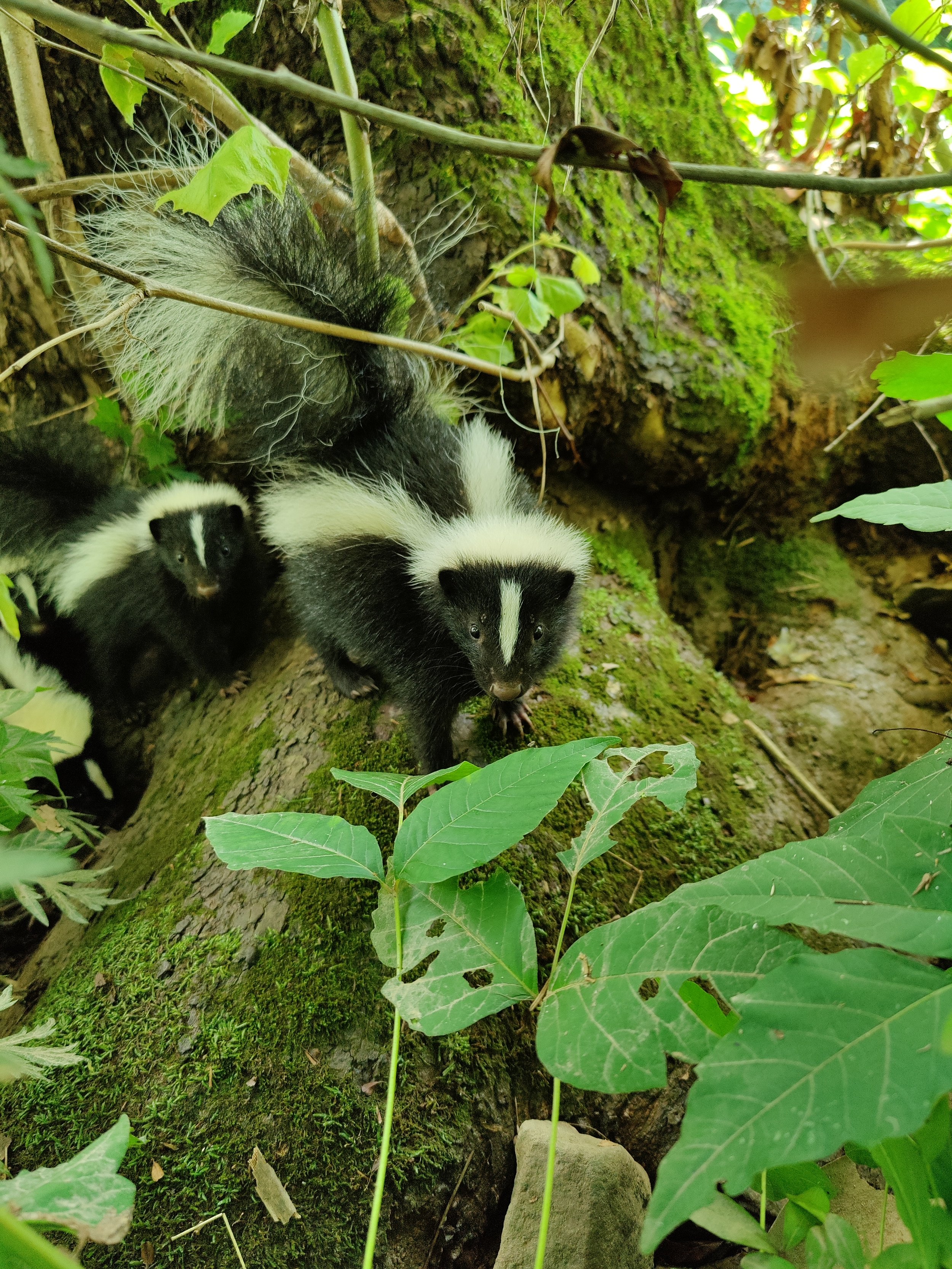 Philadelphia Metro Wildlife Center
