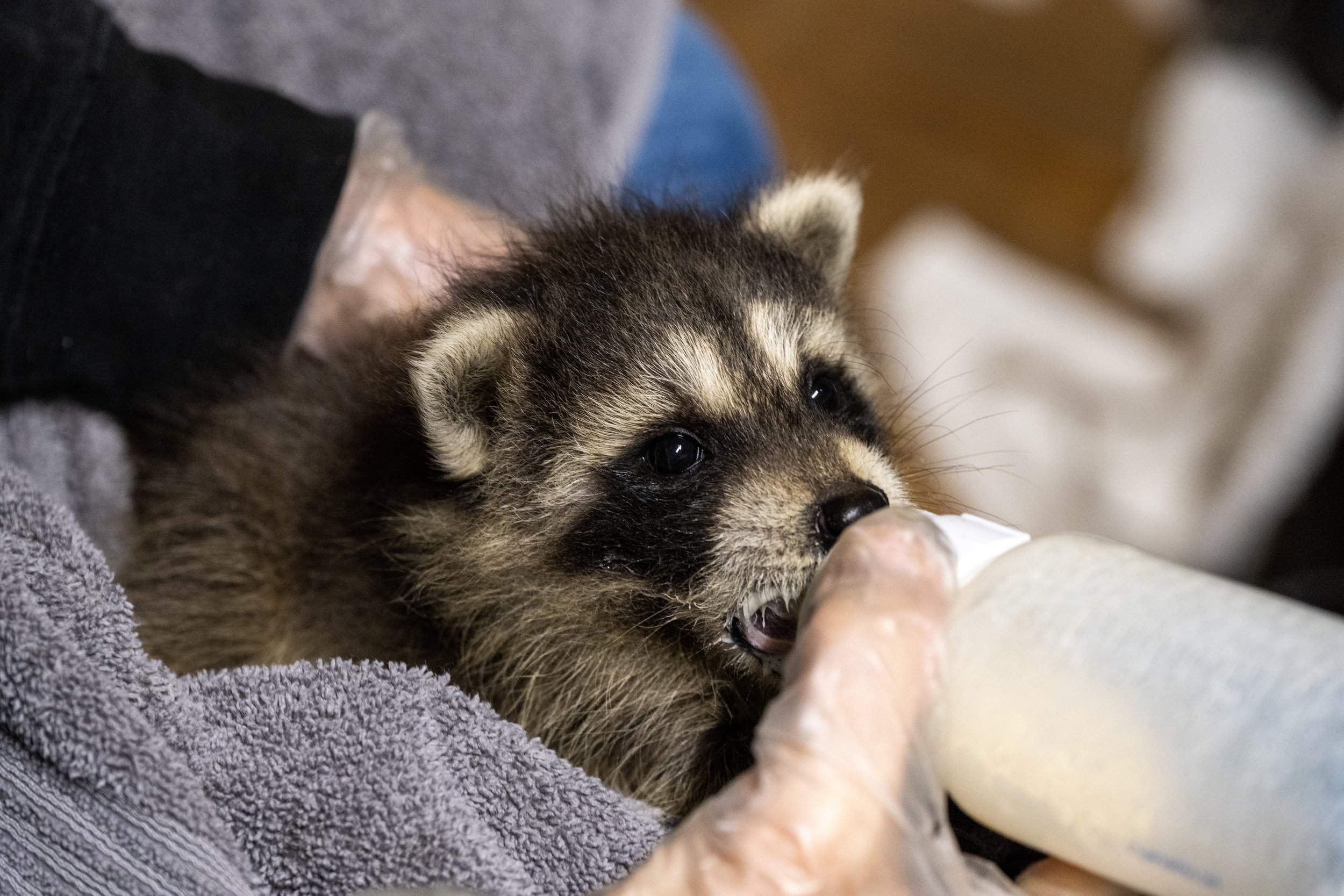 Raccoon Dog Baby