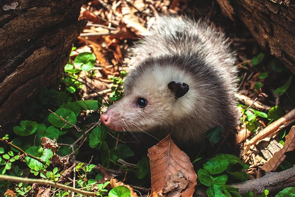 Philadelphia Metro Wildlife Center