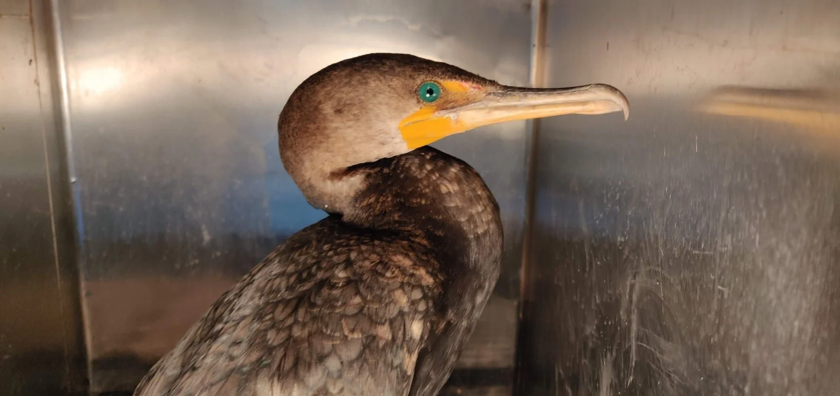 Wildlife Rehabilitation & Rescue | Philadelphia Metro Wildlife Center