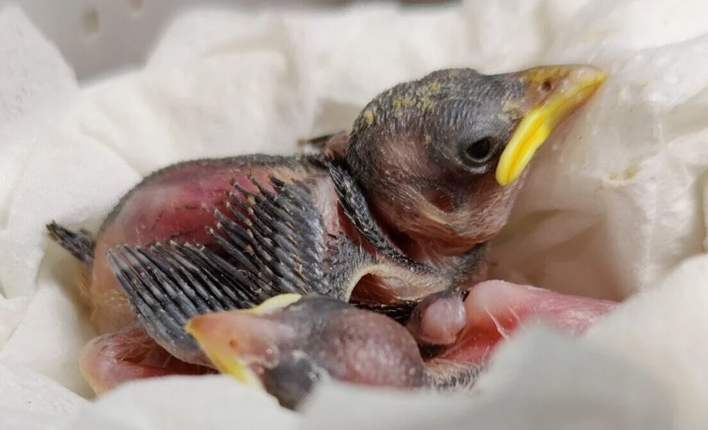I found a baby bird — Philadelphia Metro Wildlife Center