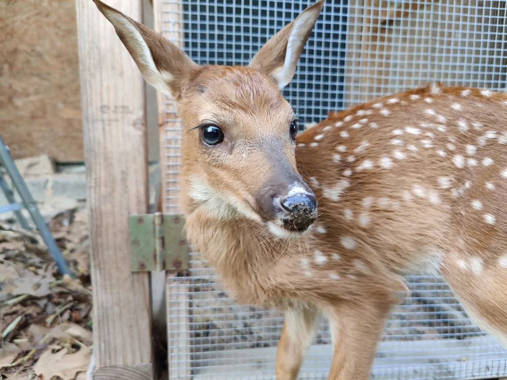 I found a baby deer — Philadelphia Metro Wildlife Center