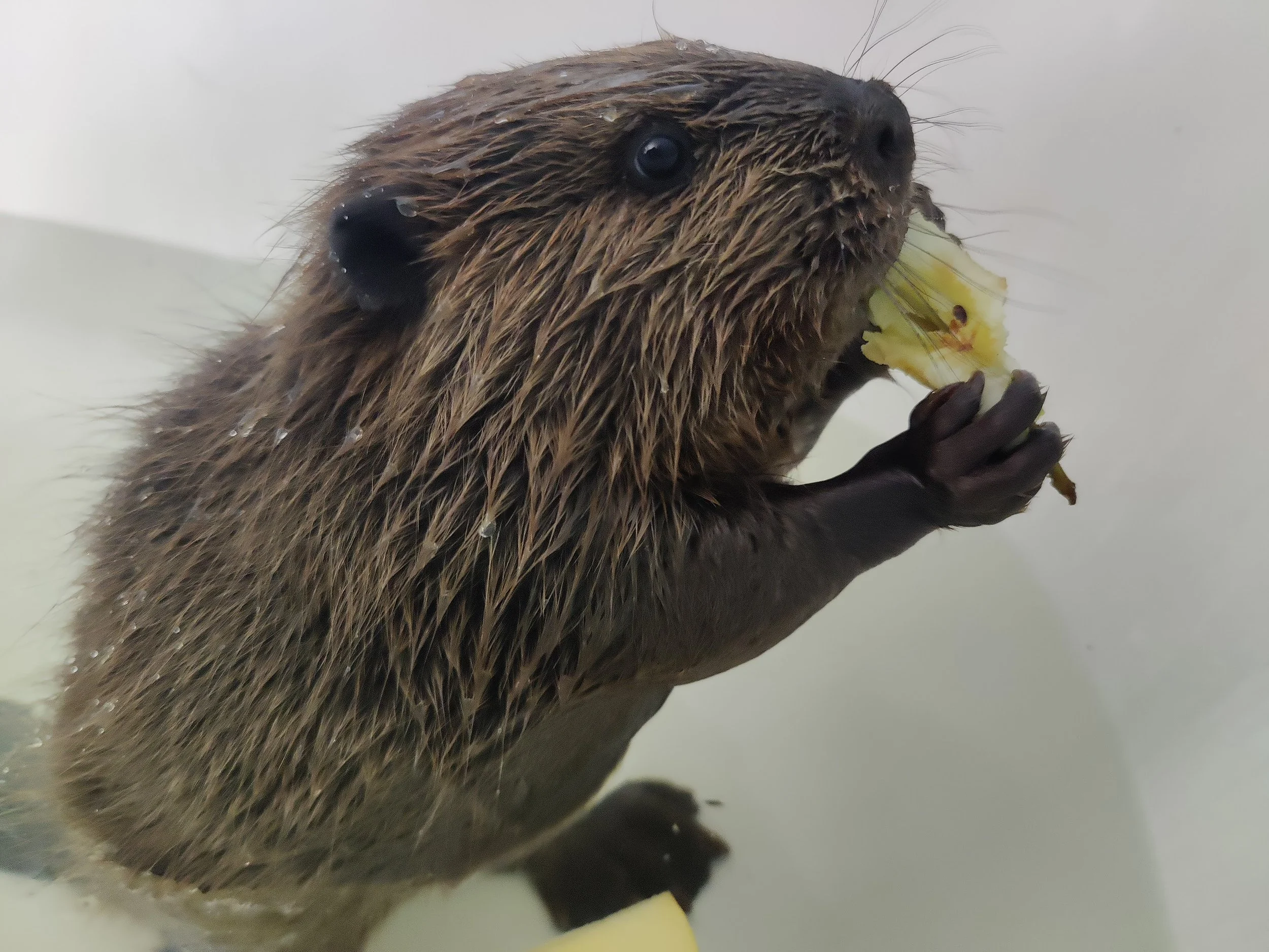 Beaver rescue — Philadelphia Metro Wildlife Center