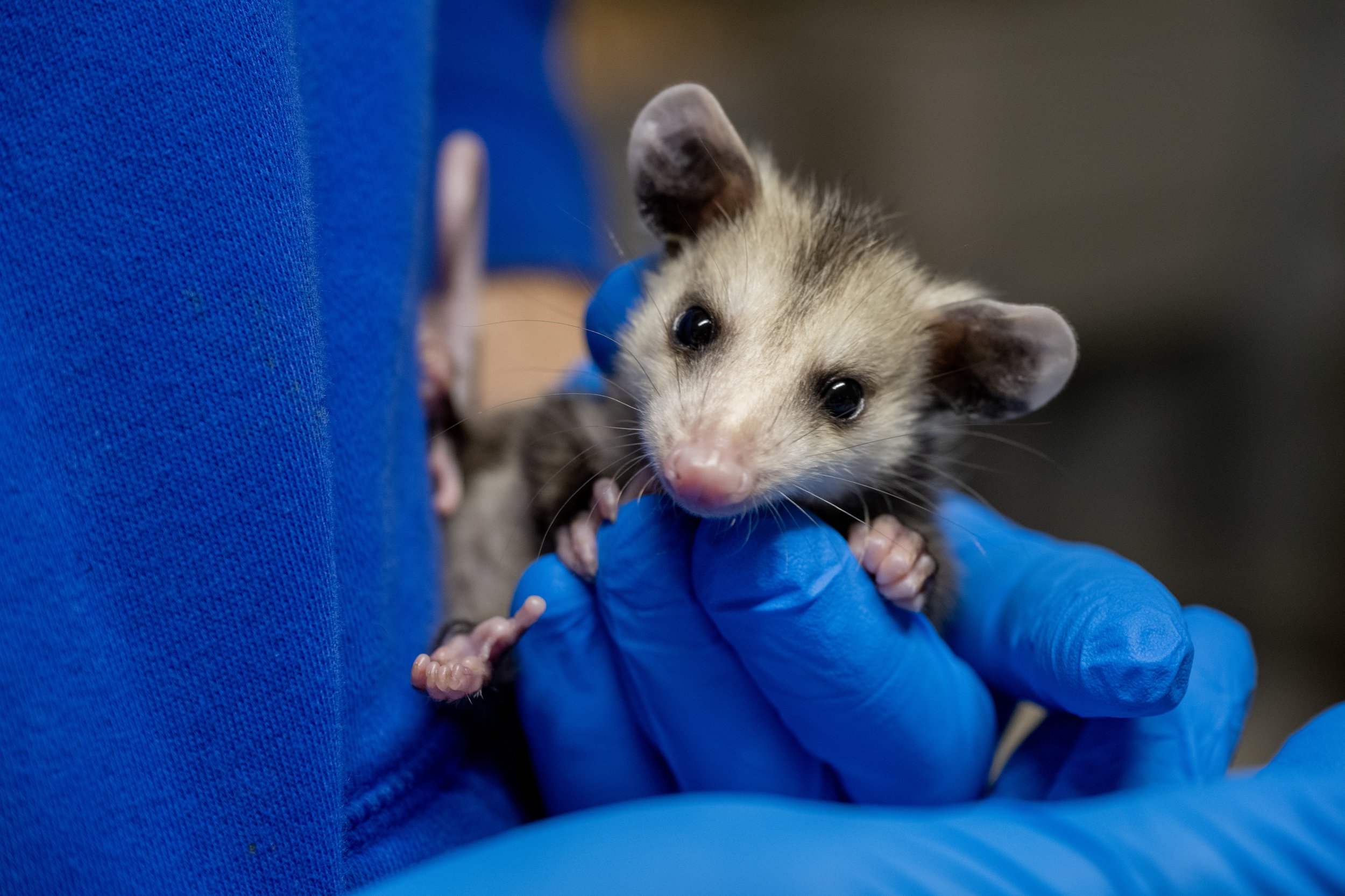 A sampling of spring patients — Philadelphia Metro Wildlife Center