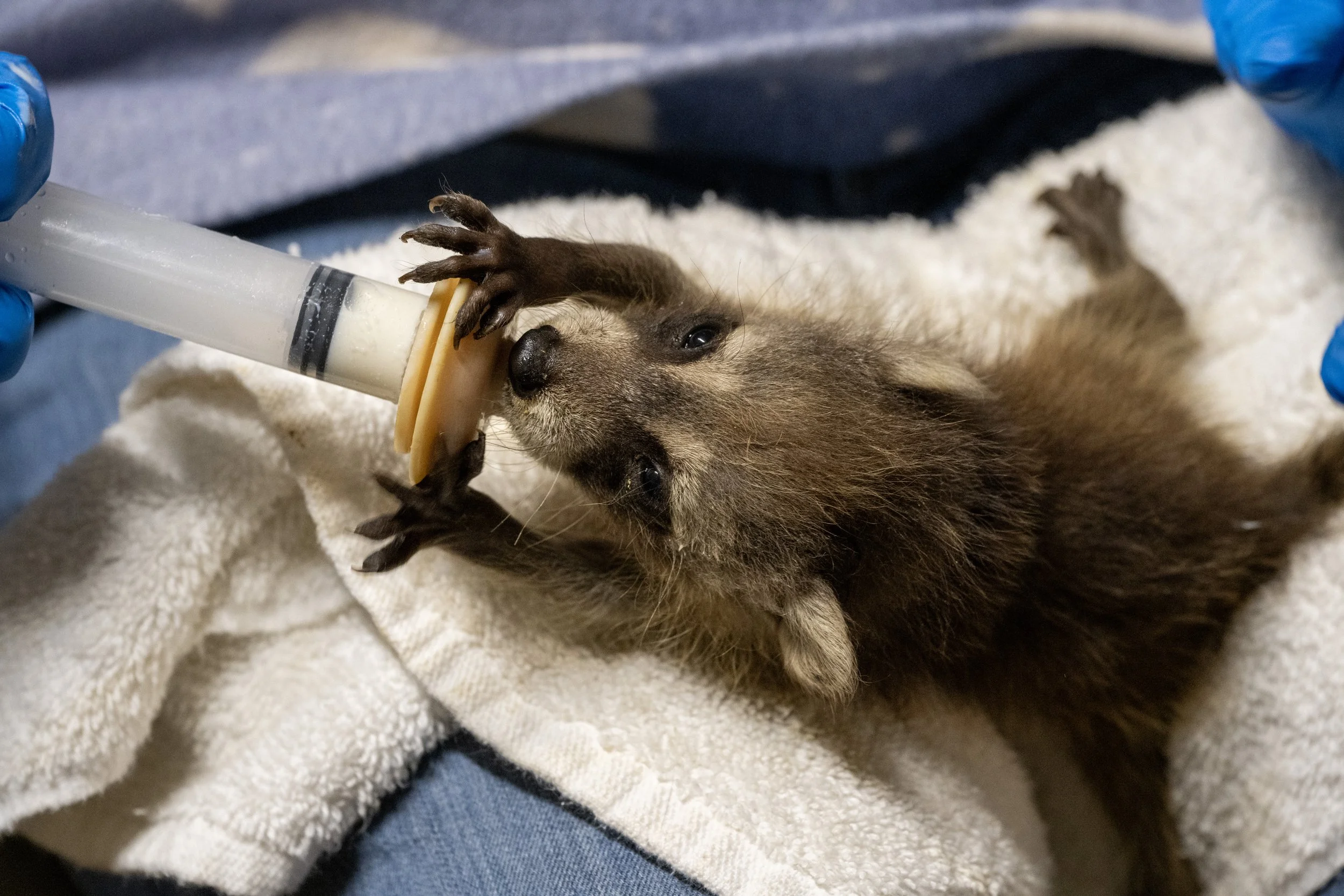 Patient Stories — Philadelphia Metro Wildlife Center