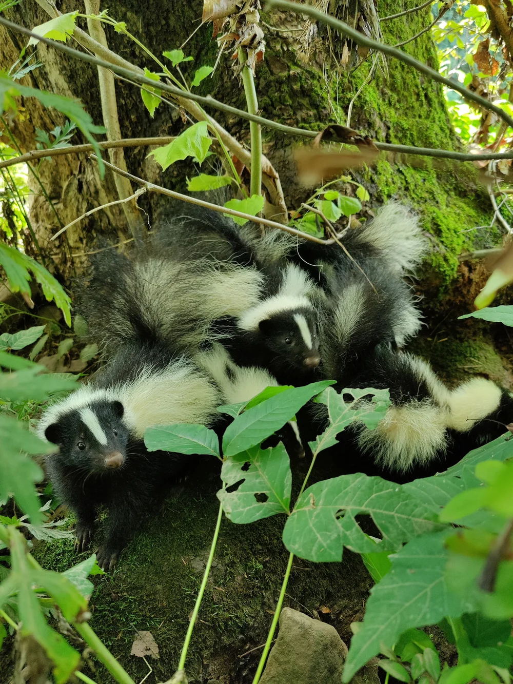 Skunk release — Philadelphia Metro Wildlife Center
