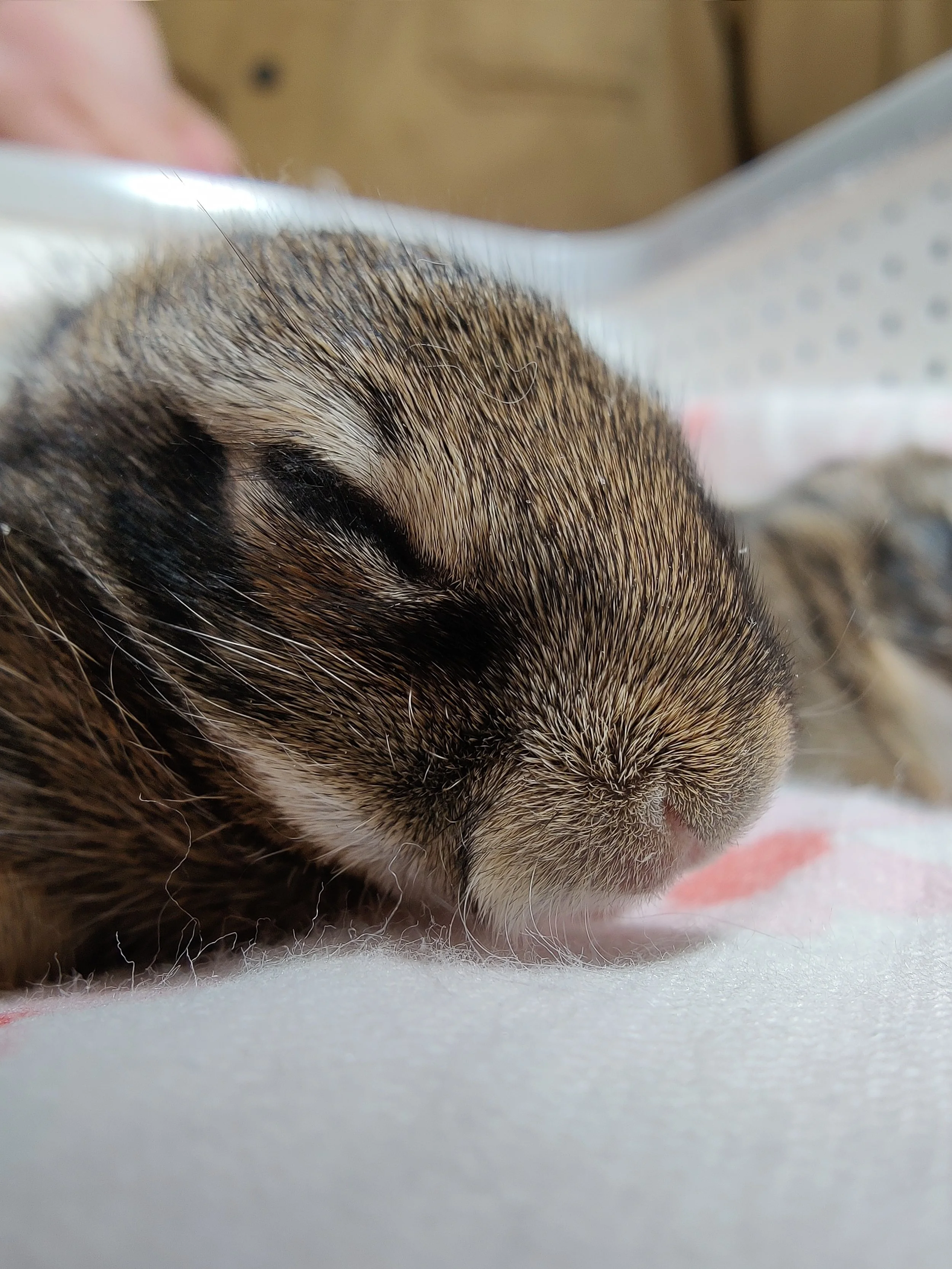 Baby Cottontail Rabbits