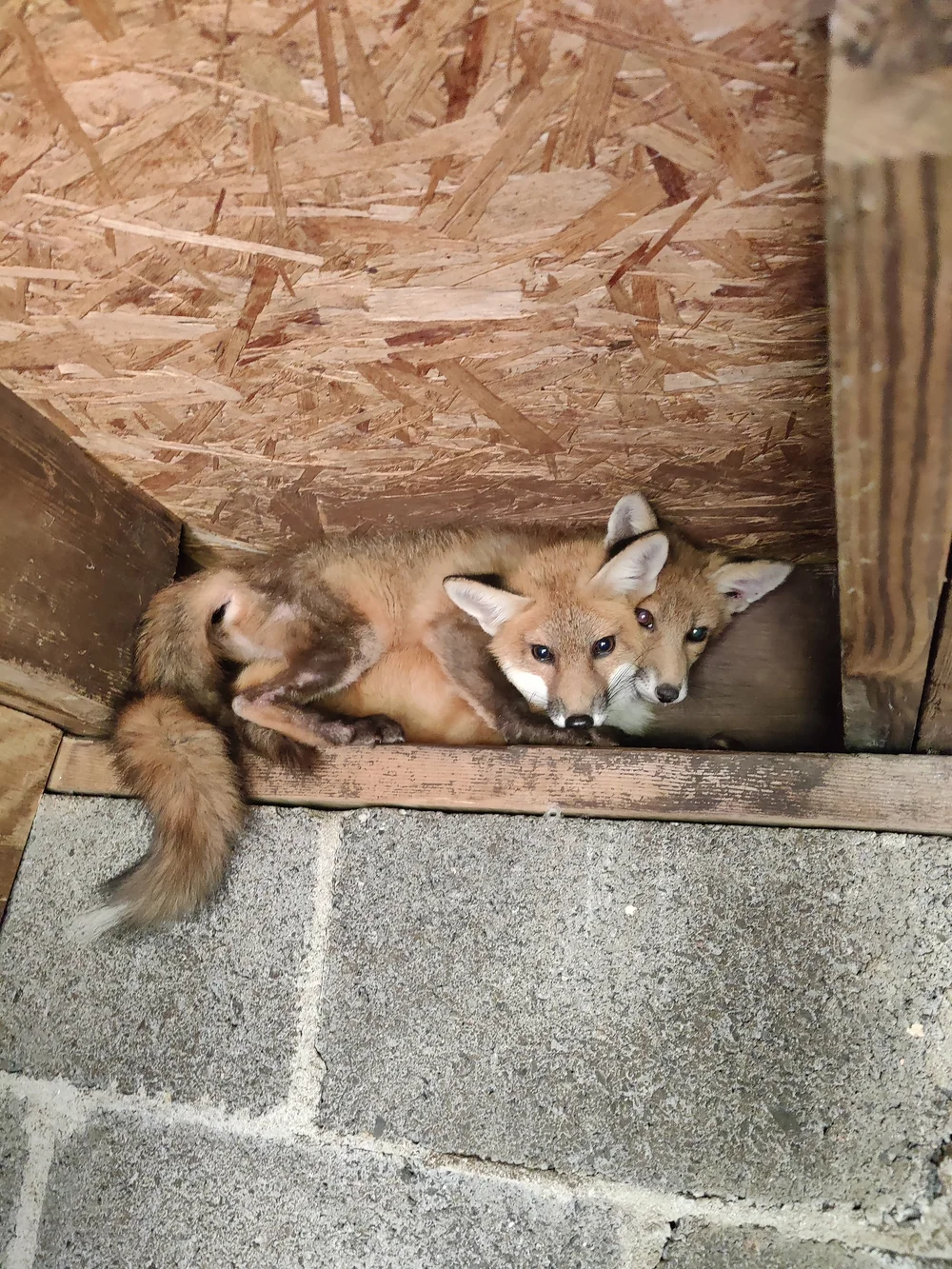 Fox with mange — Philadelphia Metro Wildlife Center