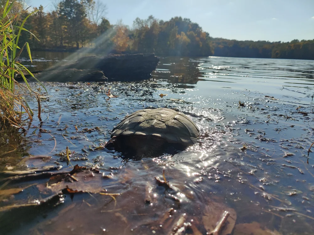 Turtles on the roadway — Philadelphia Metro Wildlife Center