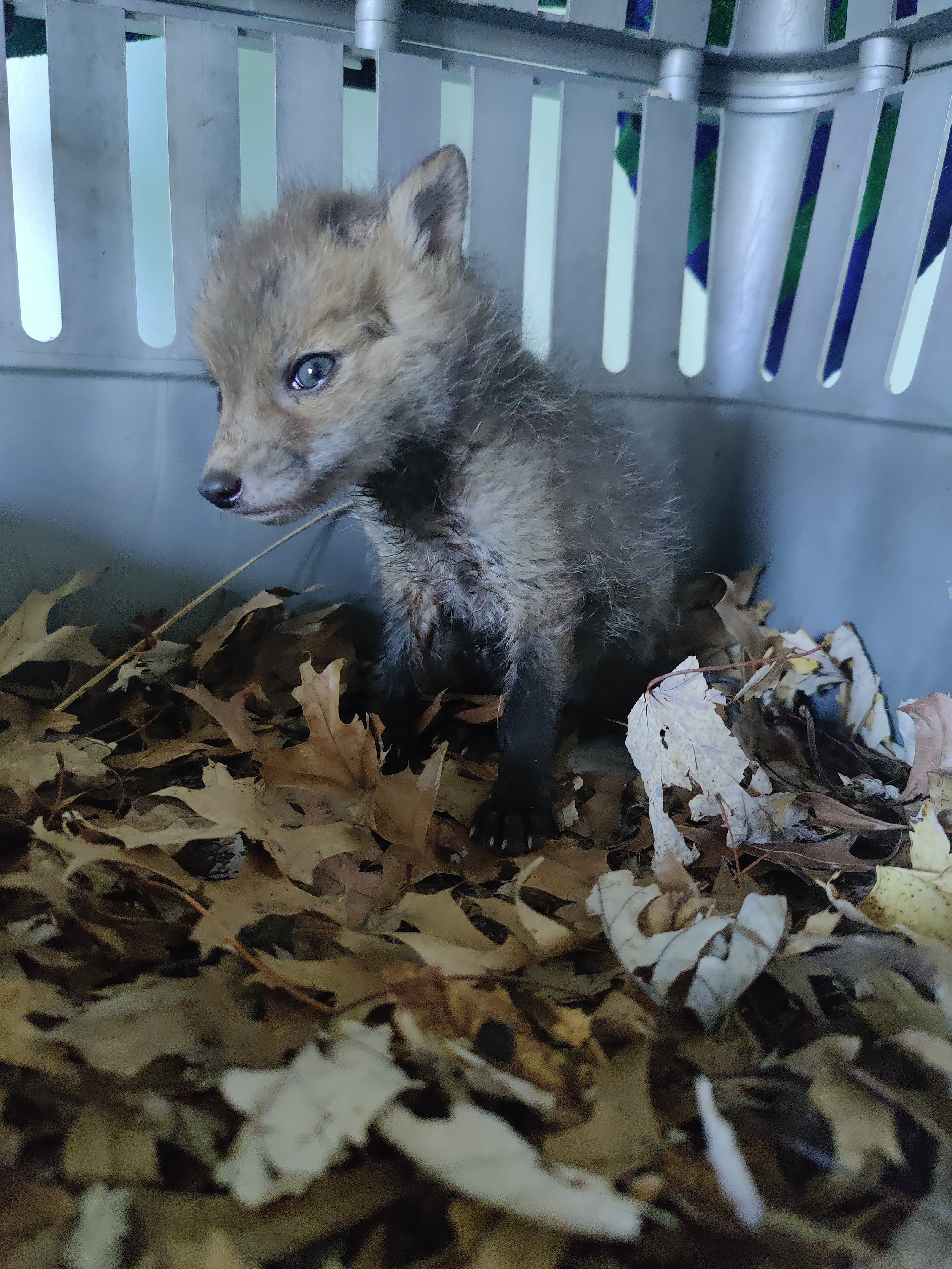 Baby season in full swing: foxes — Philadelphia Metro Wildlife Center