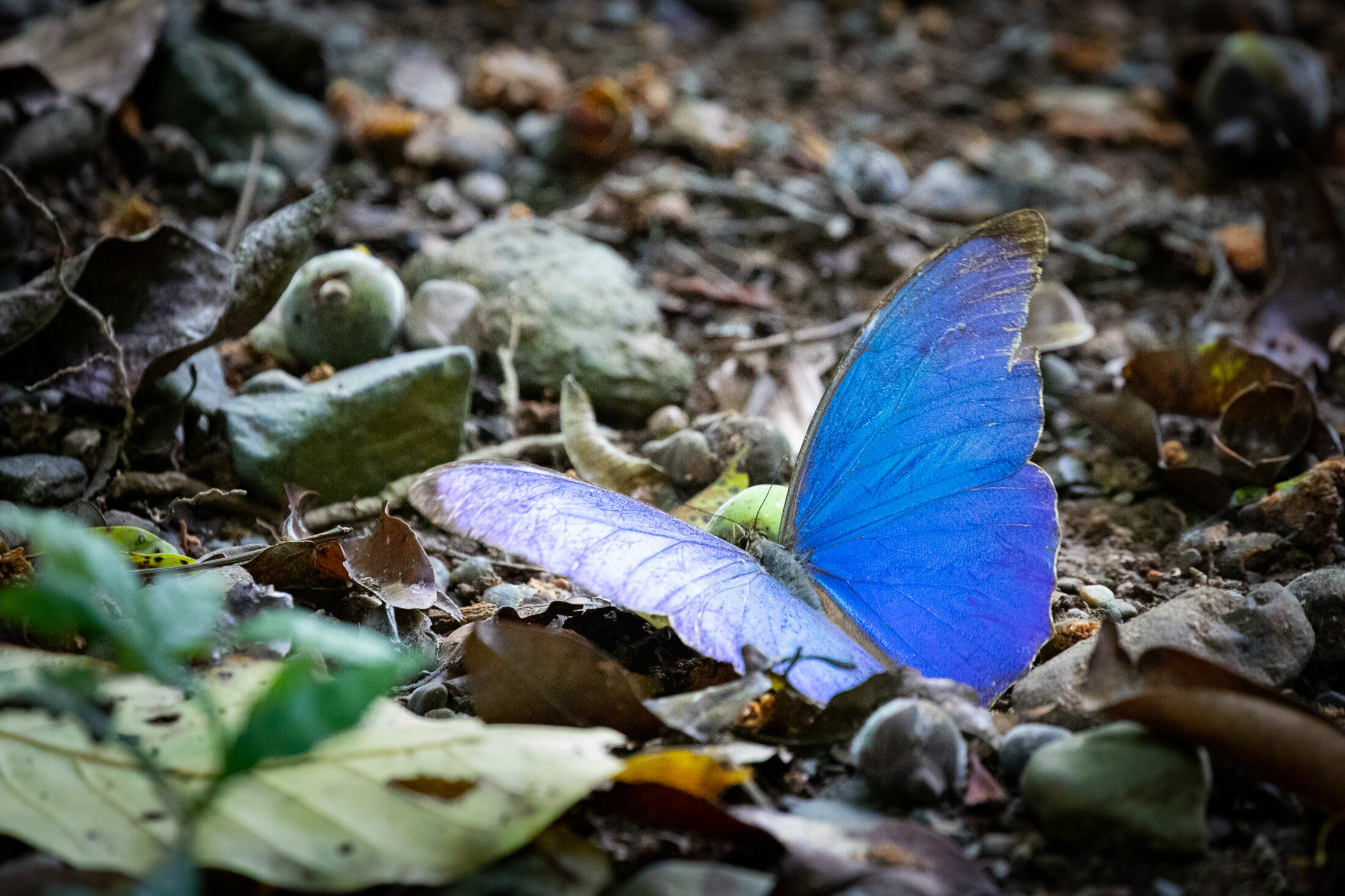 RECHARGING IN THE RAINFOREST — ELIZABETH ACEVEDO PHOTOGRAPHY