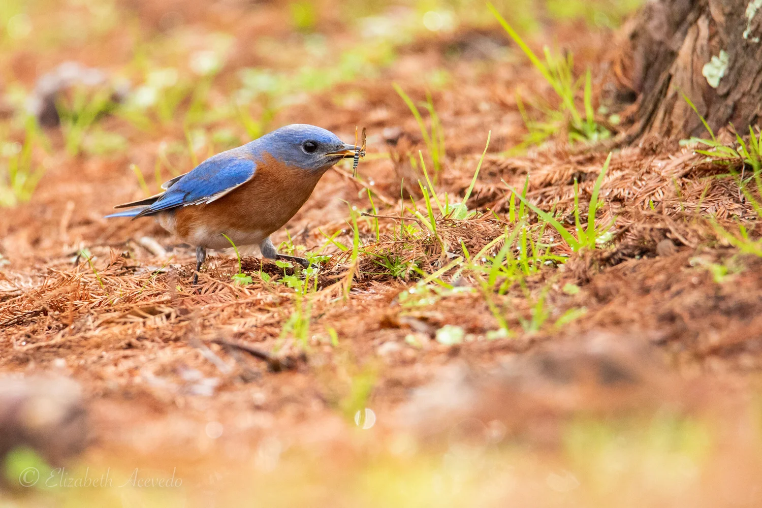 Tamron 150-600mm G2 vs Canon 100-400mm L II Lens for bird photography ...