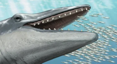 American Cetacean Society - San Francisco Bay Chapter — The Surprising ...