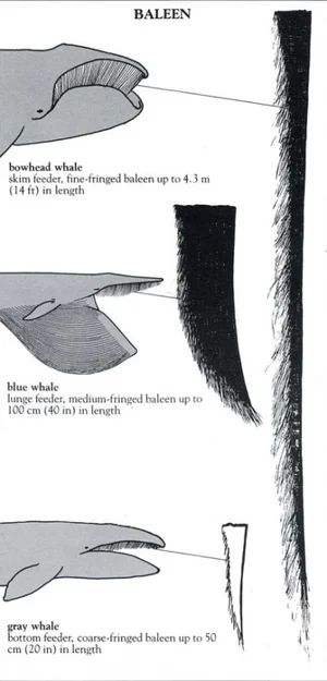 American Cetacean Society - San Francisco Bay Chapter — The Surprising ...