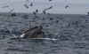 American Cetacean Society - San Francisco Bay Chapter — The Surprising ...