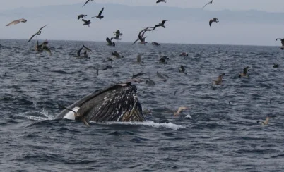 American Cetacean Society - San Francisco Bay Chapter — The Surprising ...