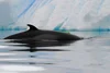 American Cetacean Society - San Francisco Bay Chapter