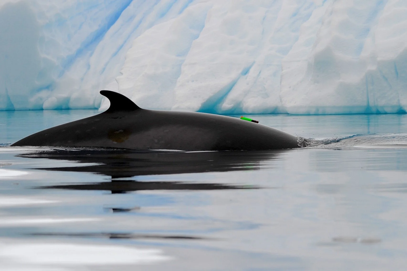American Cetacean Society - San Francisco Bay Chapter