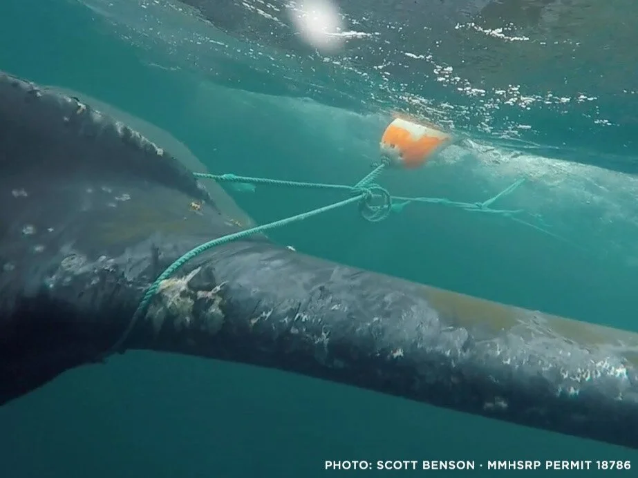 American Cetacean Society - San Francisco Bay Chapter