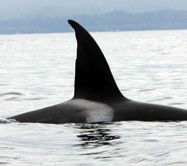 American Cetacean Society - San Francisco Bay Chapter — Nancy Black ...