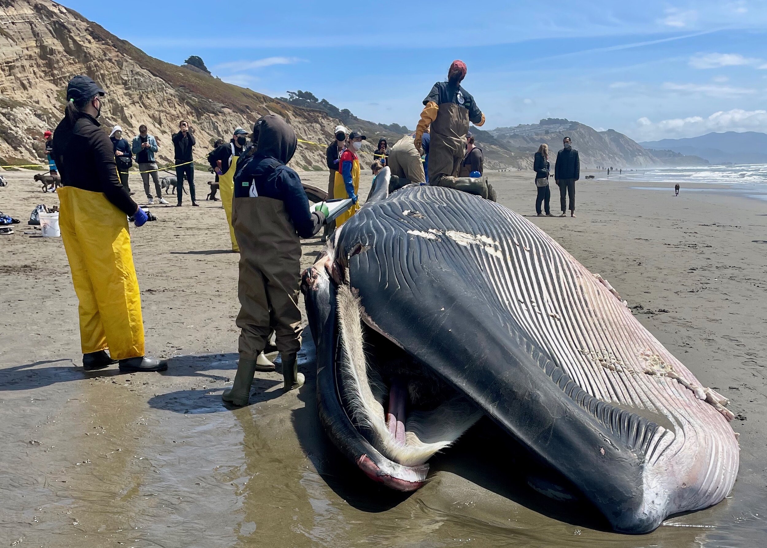 American Cetacean Society - San Francisco Bay Chapter — In Conversation ...