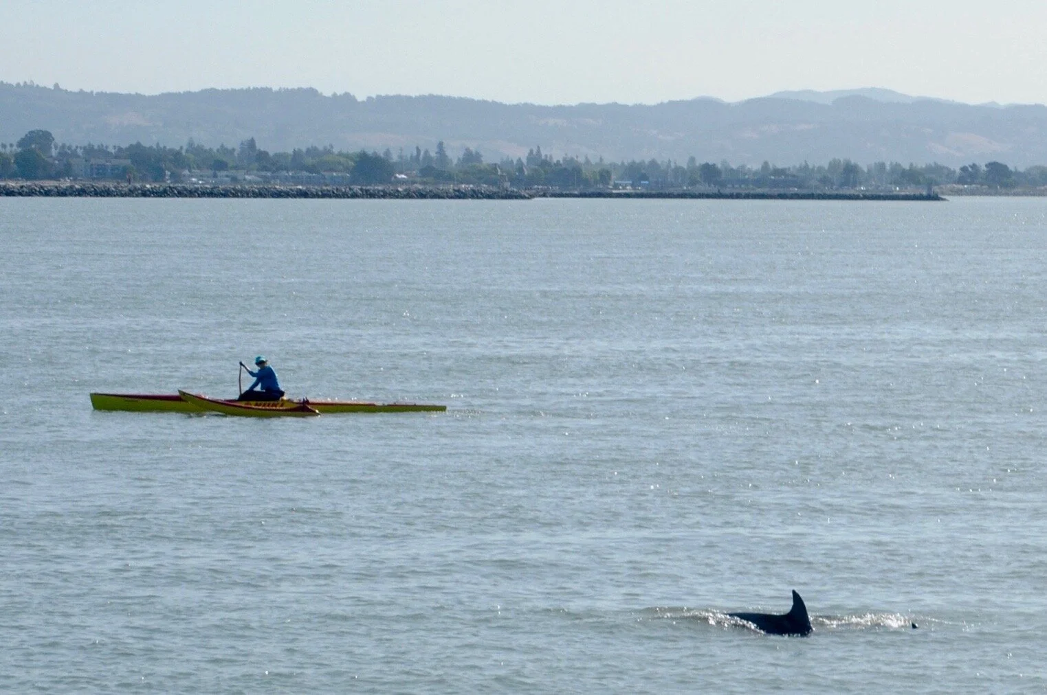 American Cetacean Society - San Francisco Bay Chapter — Dr. Tim ...