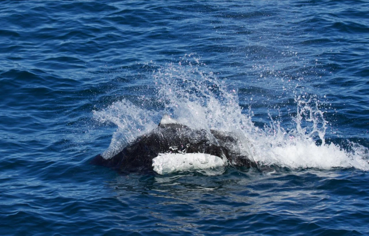 American Cetacean Society - San Francisco Bay Chapter — Online Course