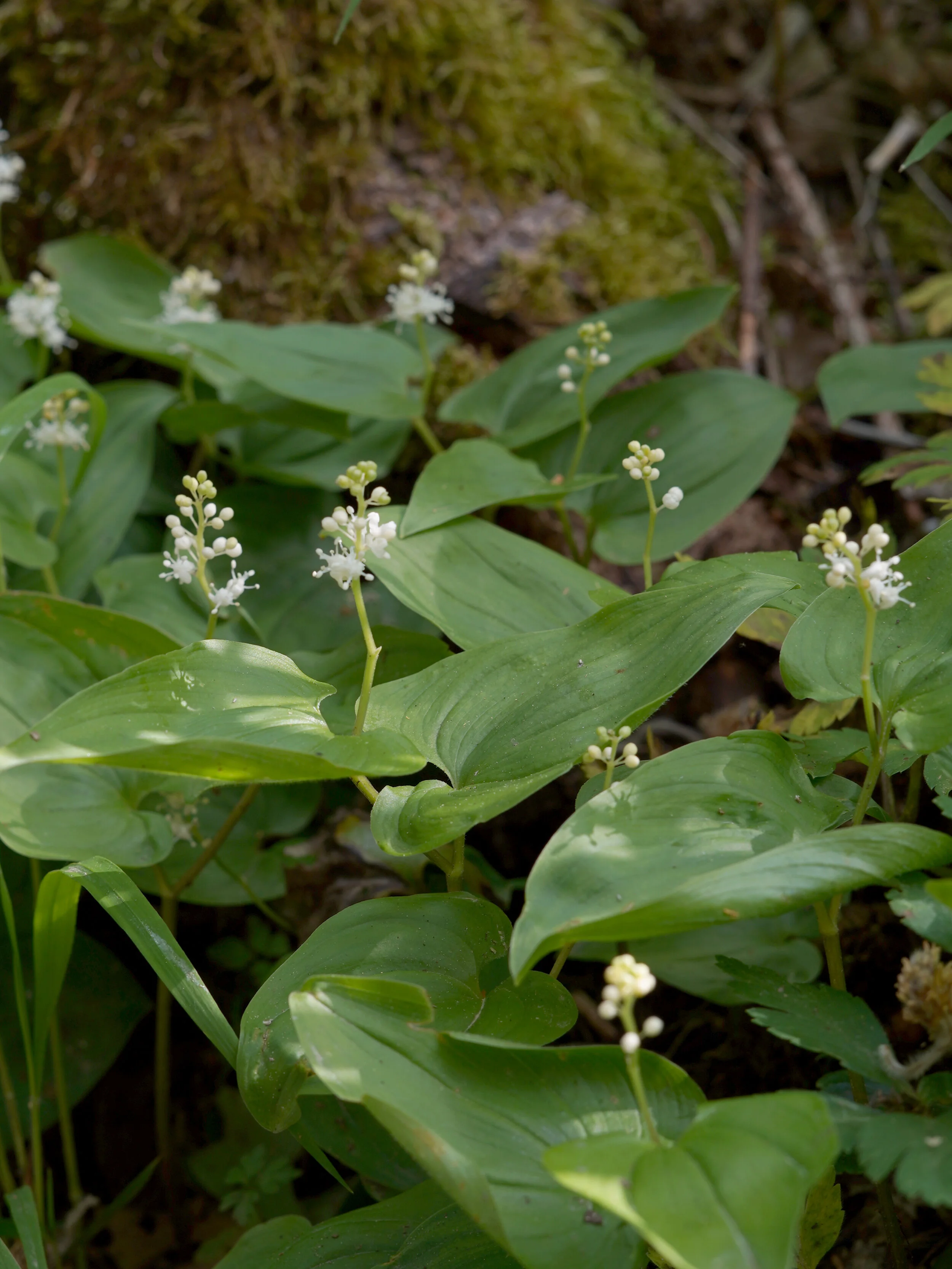 Maianthemum Bifolium