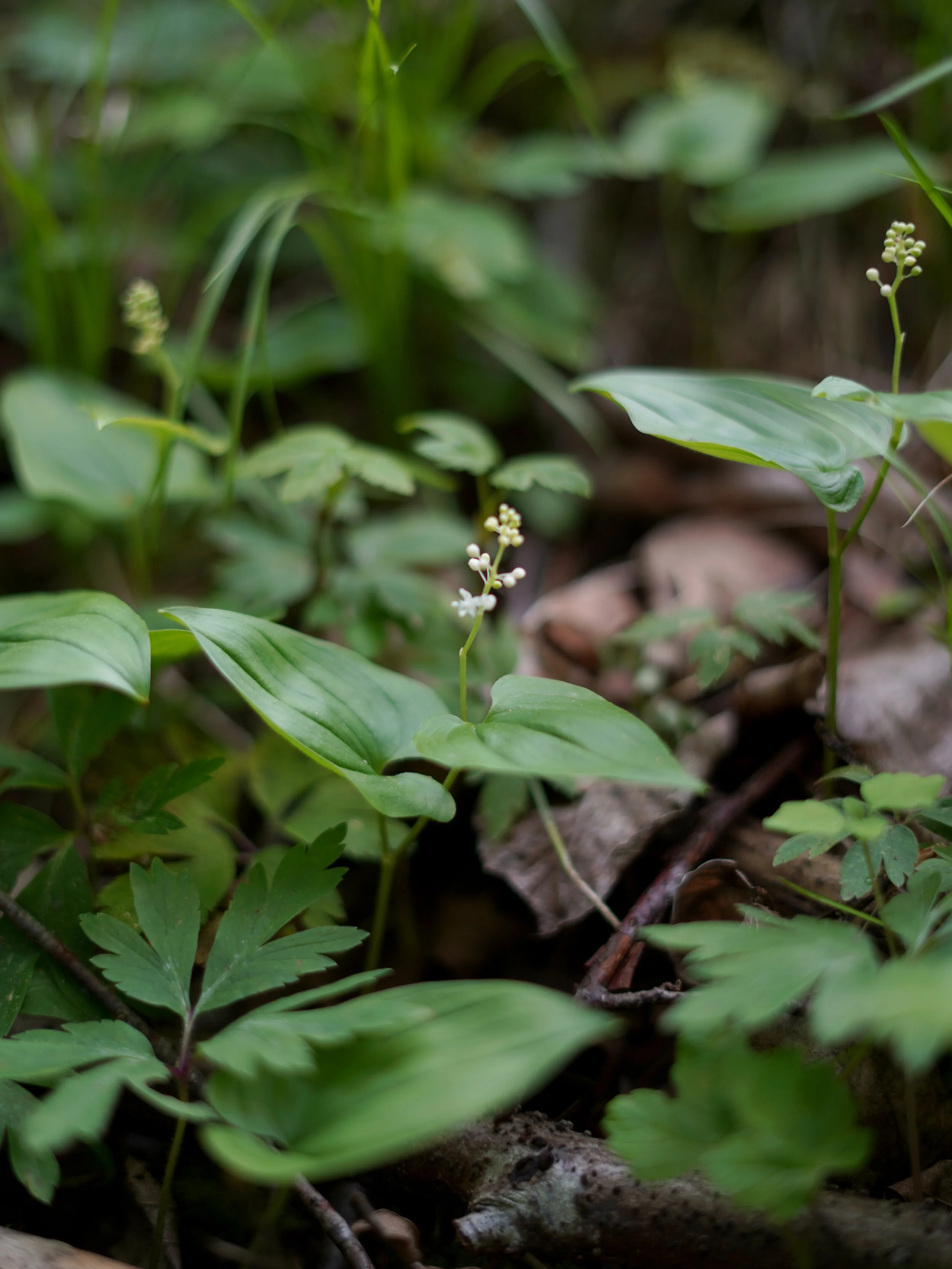 Maianthemum Bifolium
