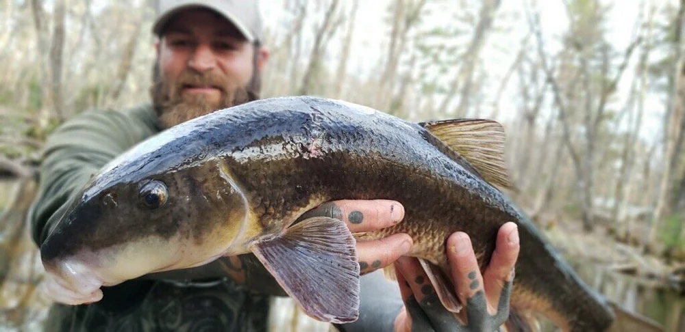 Freshwater Sucker Fish