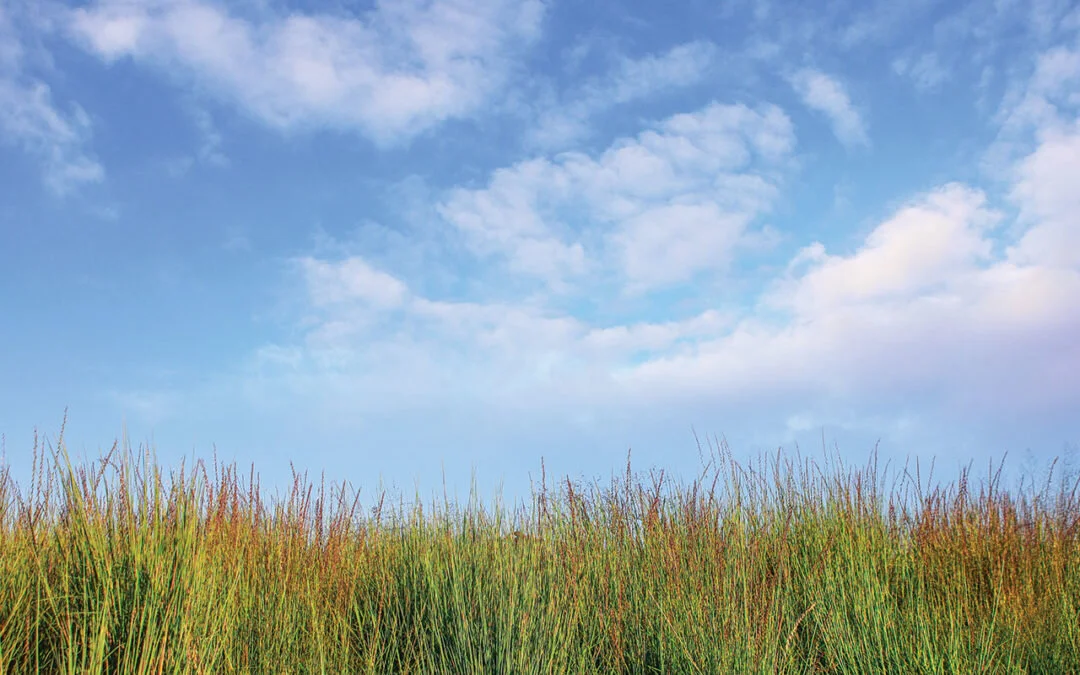 THRIVING ENVIRONMENT PART I- CLEAN AIR — The Body Works Clinic