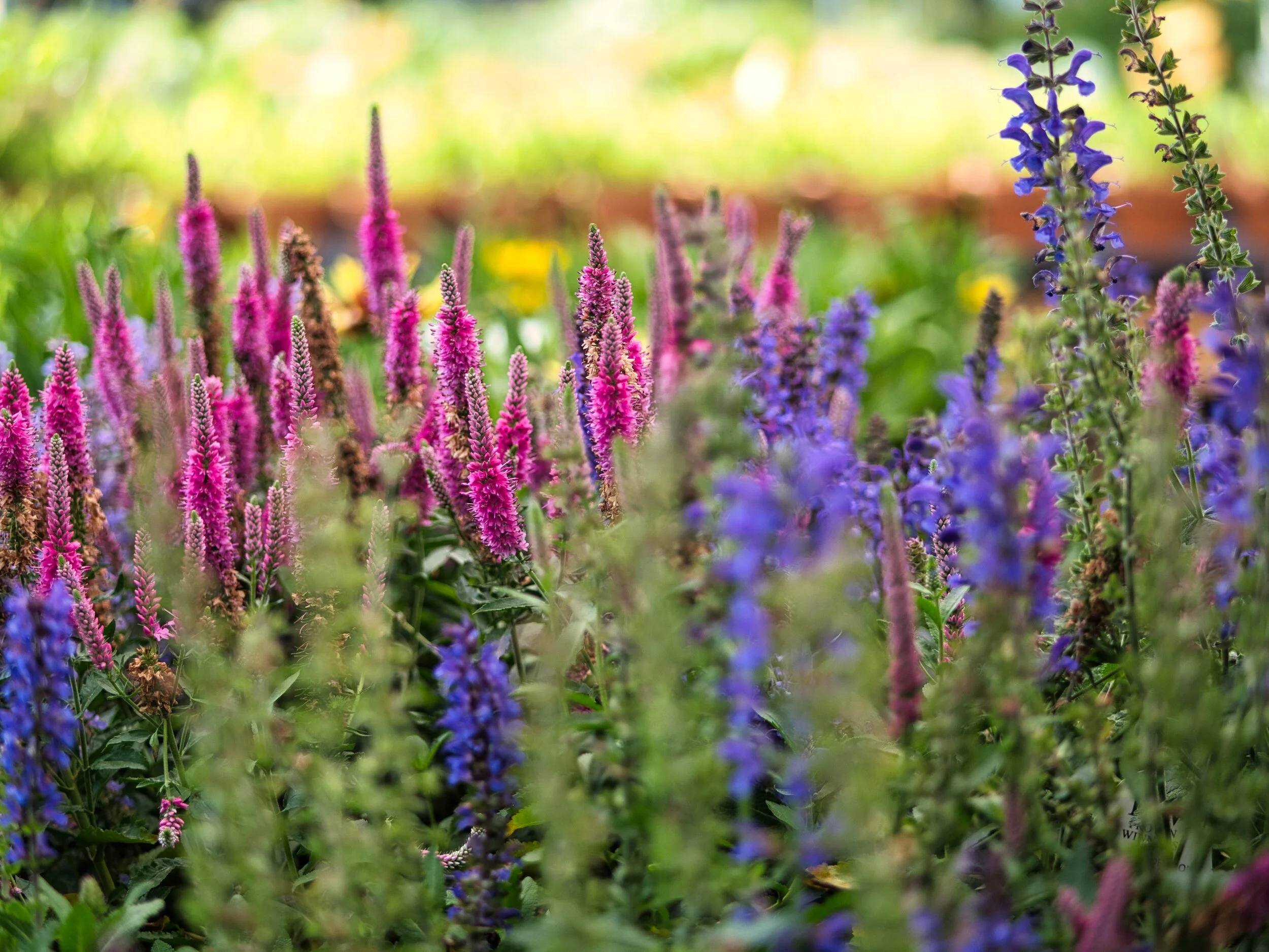 Liberty Holly (Ilex 'Conty') in Columbia Spring Hill Franklin Lewisburg ...