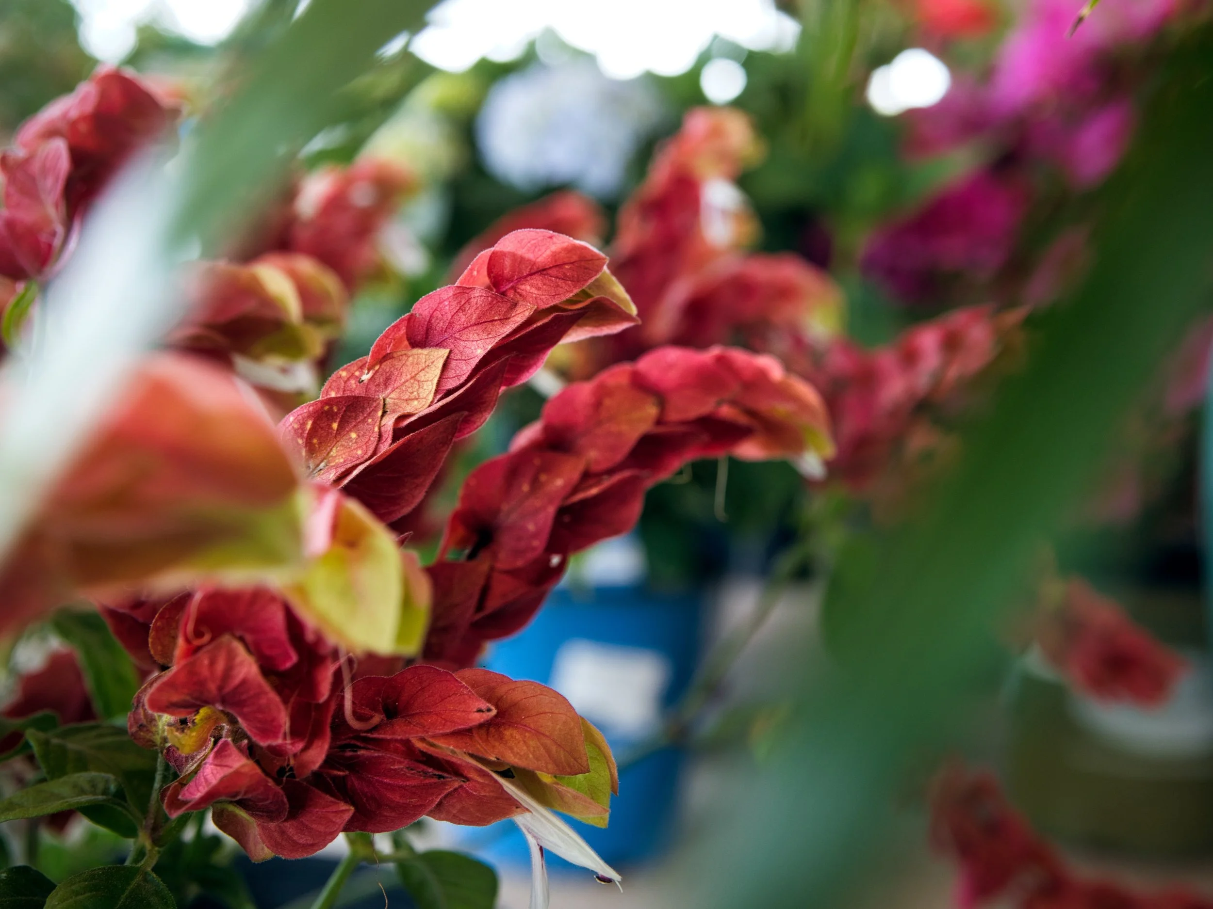 Milly Rock Rose Yarrow (Achillea millefolium 'FLORACHRO1') in Columbia ...
