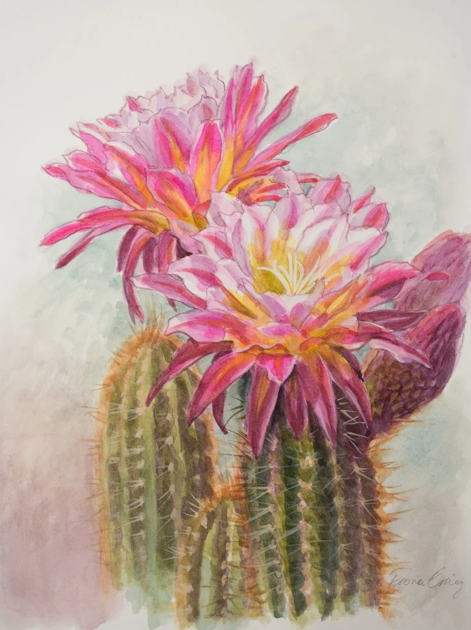 Shop Original Artworks — Fiona Craig Fine Art