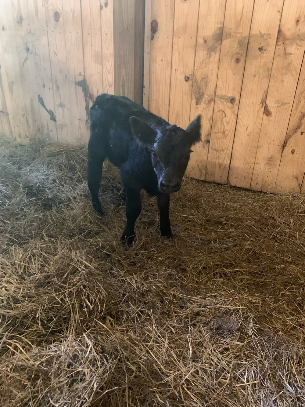 For Sale — Abel Farms LaGrange KY