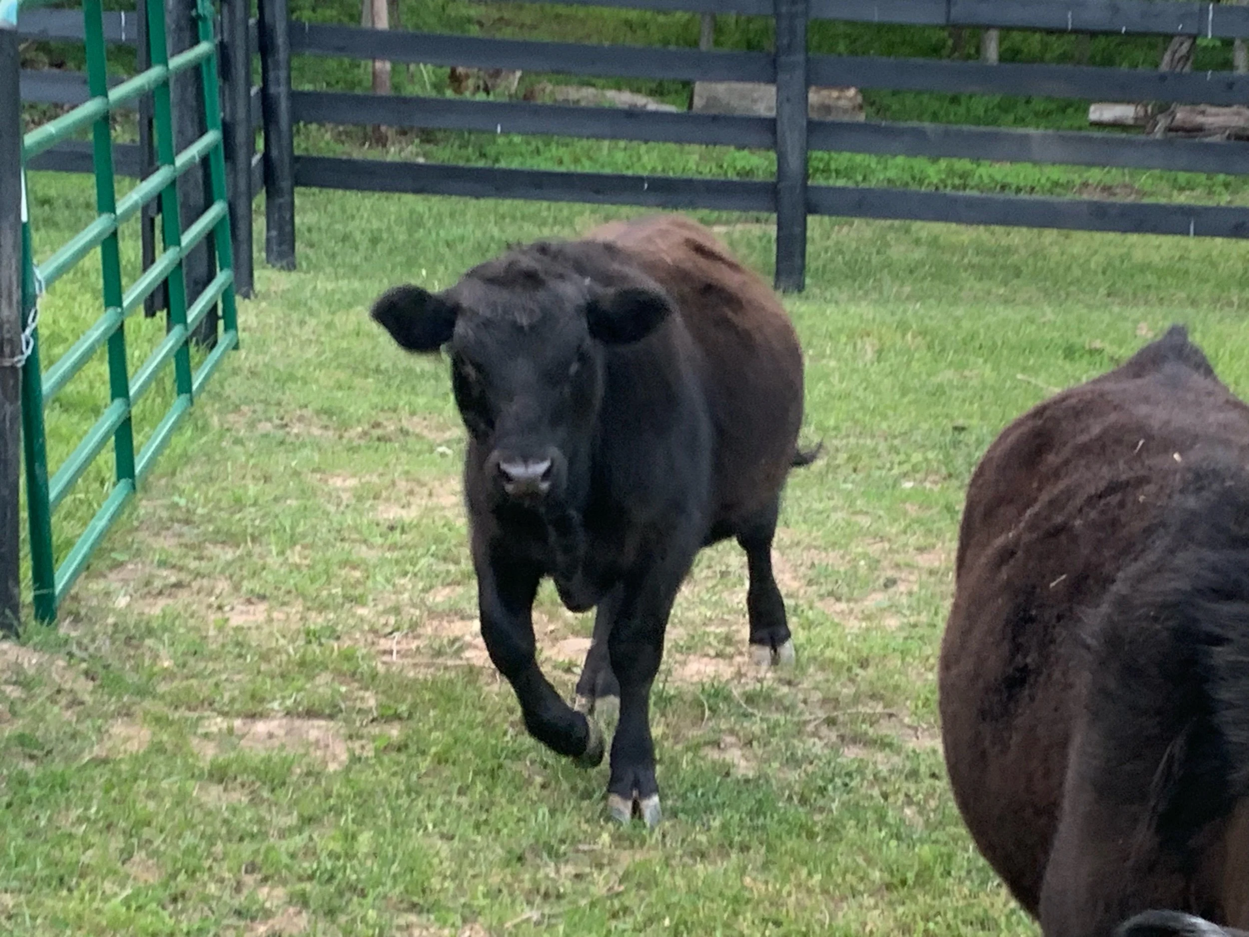For Sale — Abel Farms LaGrange KY