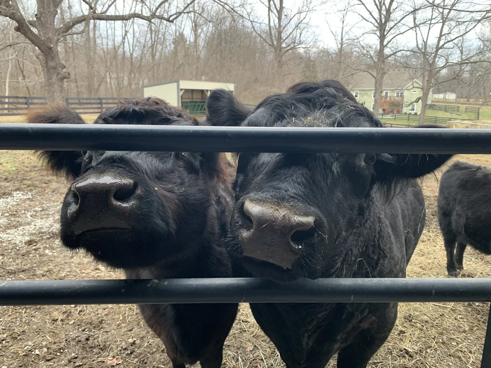 For Sale — Abel Farms LaGrange KY