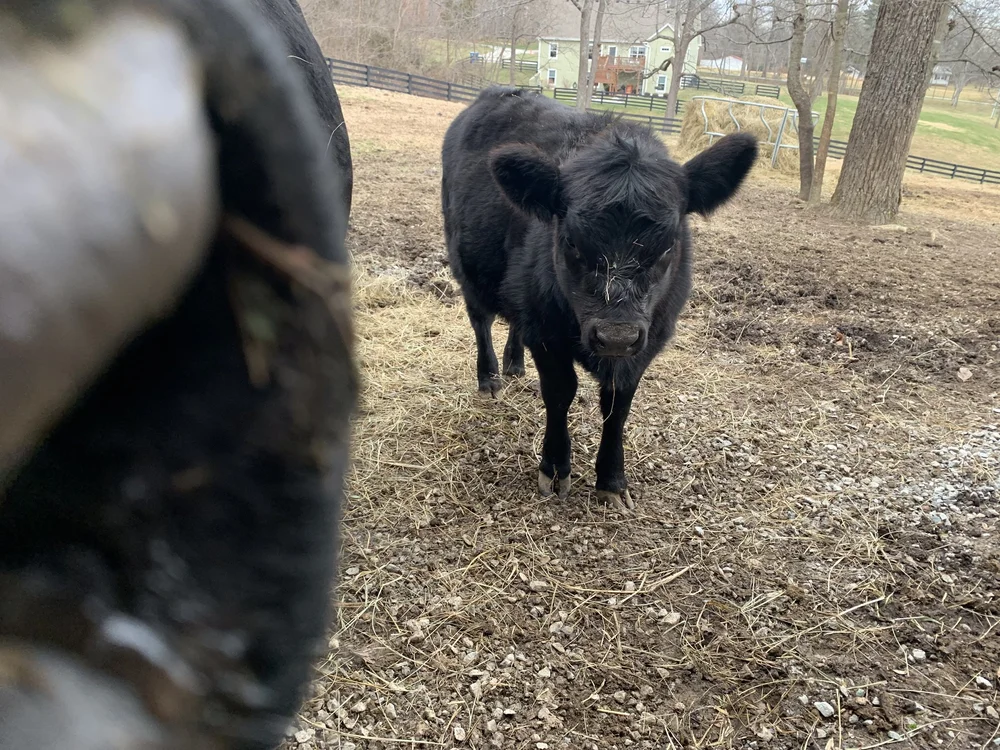 For Sale — Abel Farms LaGrange KY